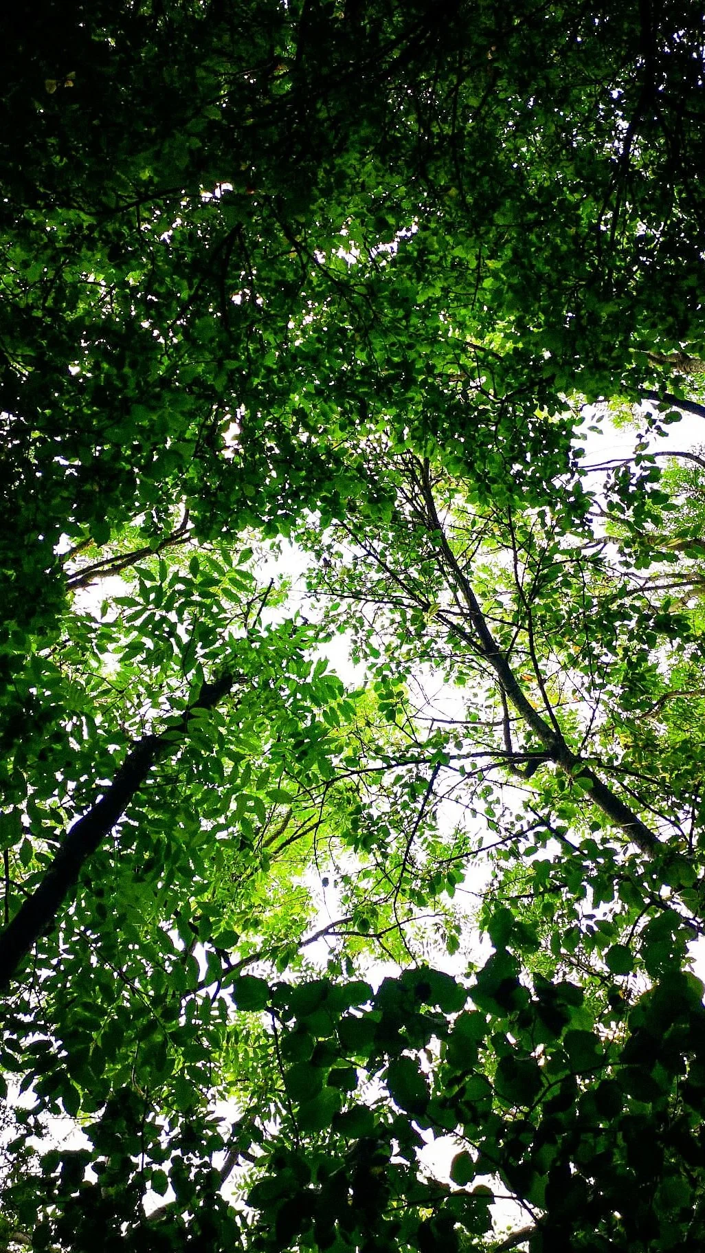 Poetry — International Tree Foundation