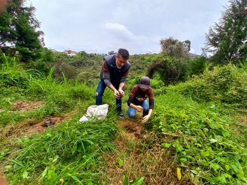 Global programme — International Tree Foundation
