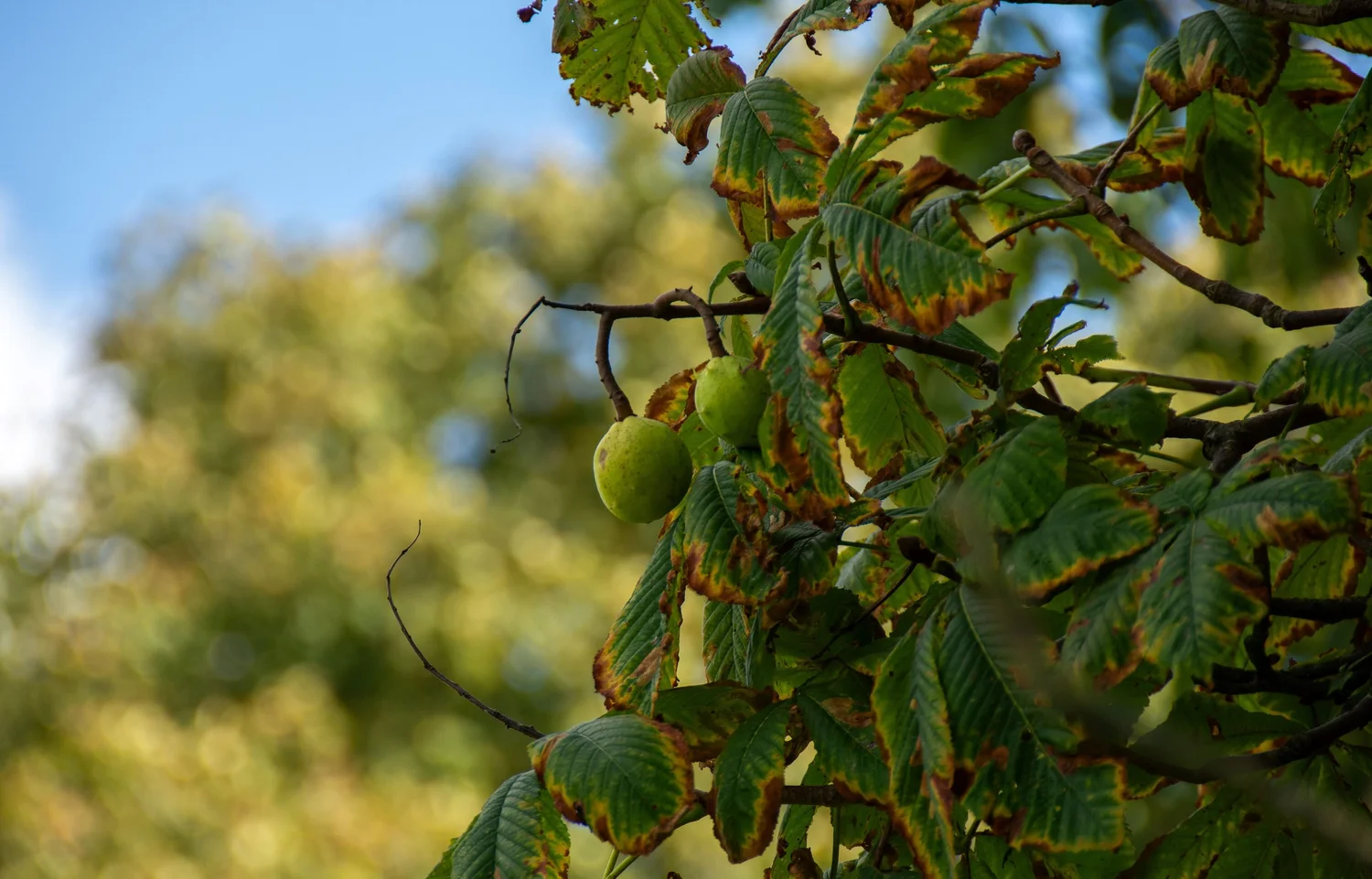 On Twelve Trees and other books — International Tree Foundation