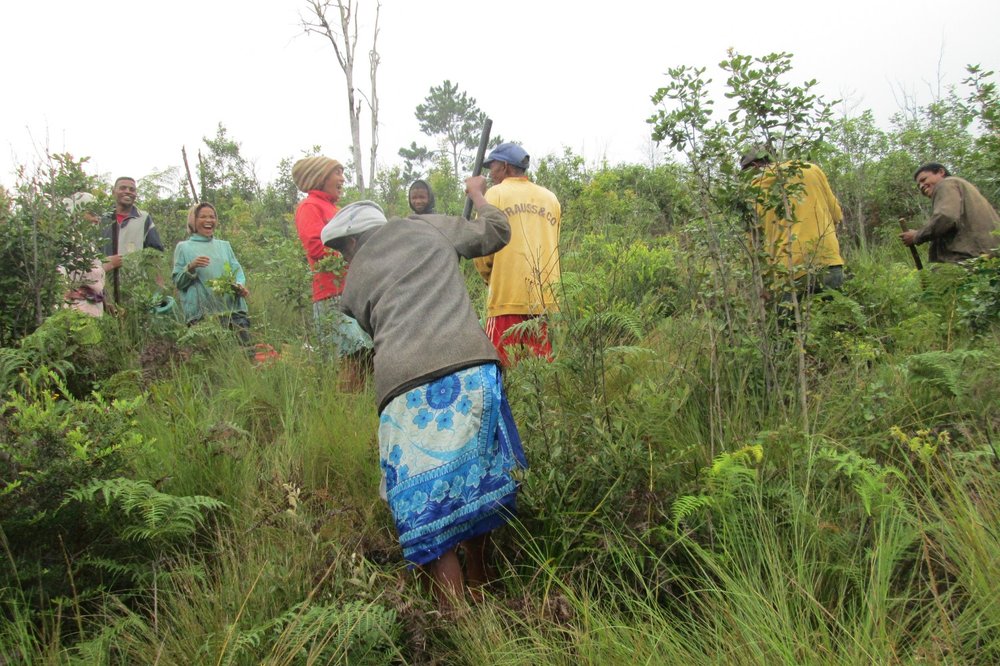 Tackling poverty is the first step to protect Madagascar’s forests ...