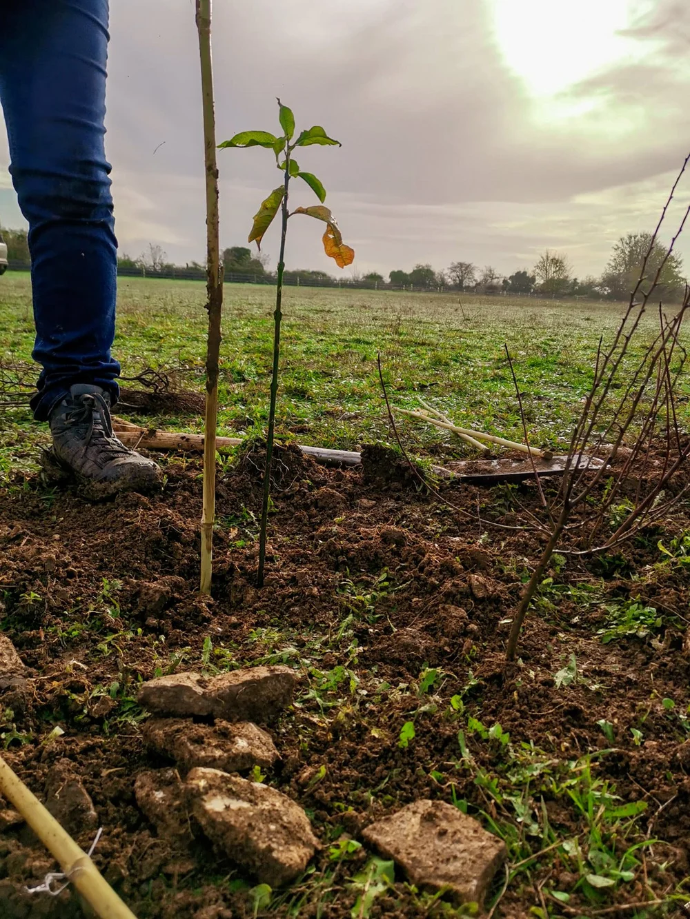 What we’re up to this National Tree Planting Week — International Tree ...