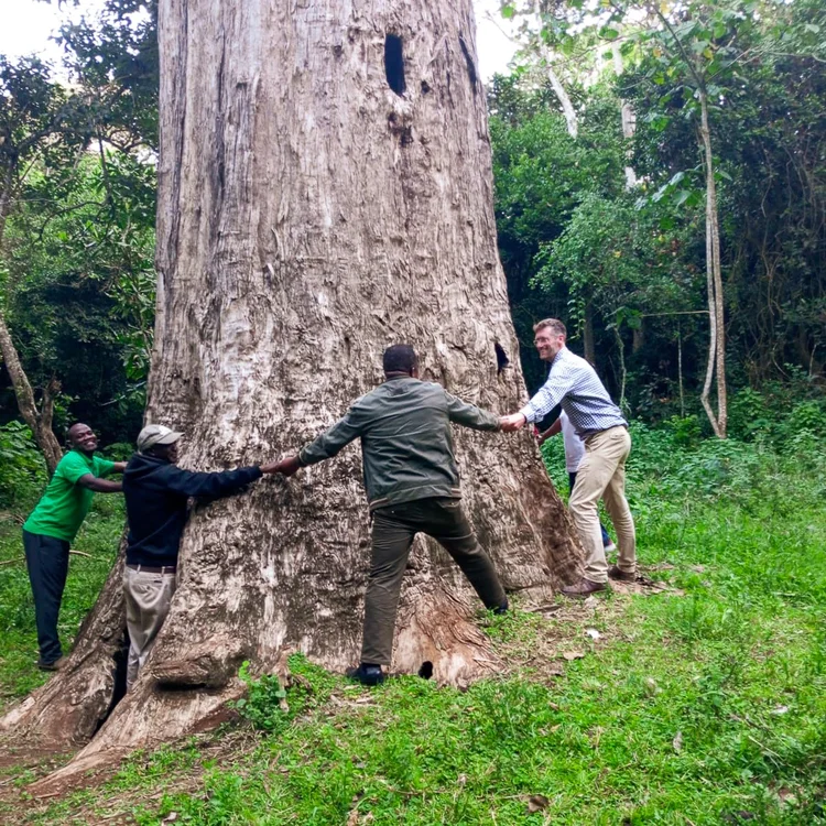 What's the Cost of Planting a Tree? — International Tree Foundation