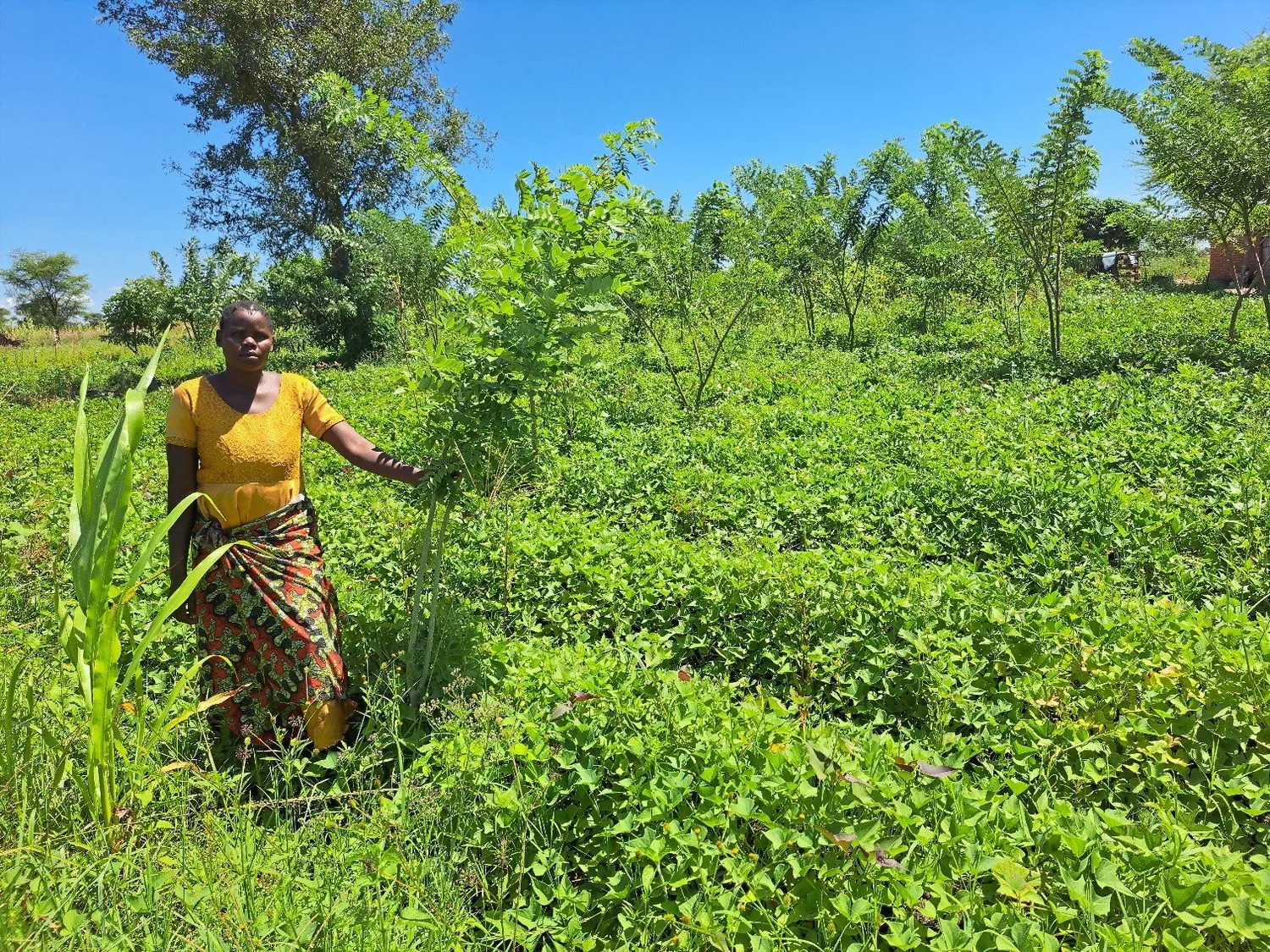 Tanzania — International Tree Foundation