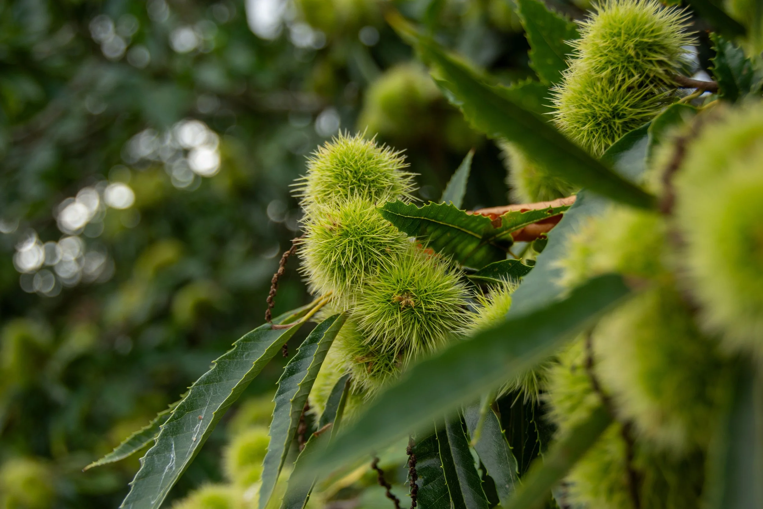 Plantober — International Tree Foundation