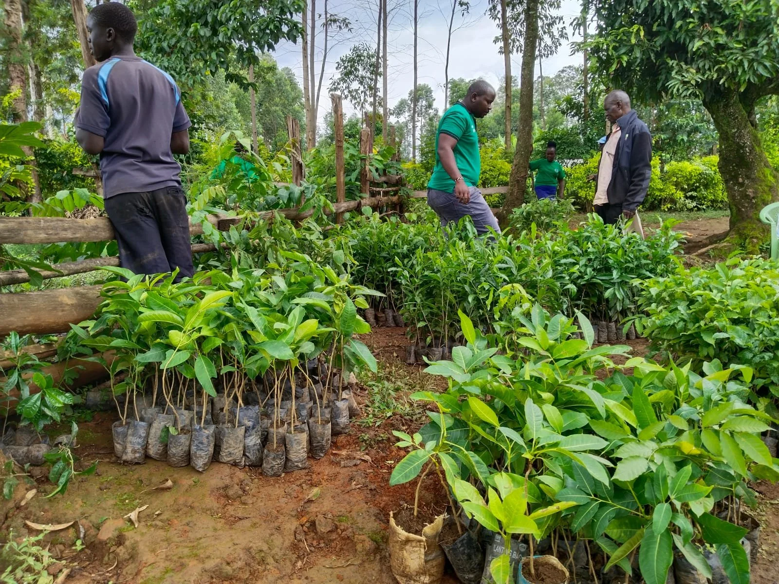 Around the world with tree traditions — International Tree Foundation