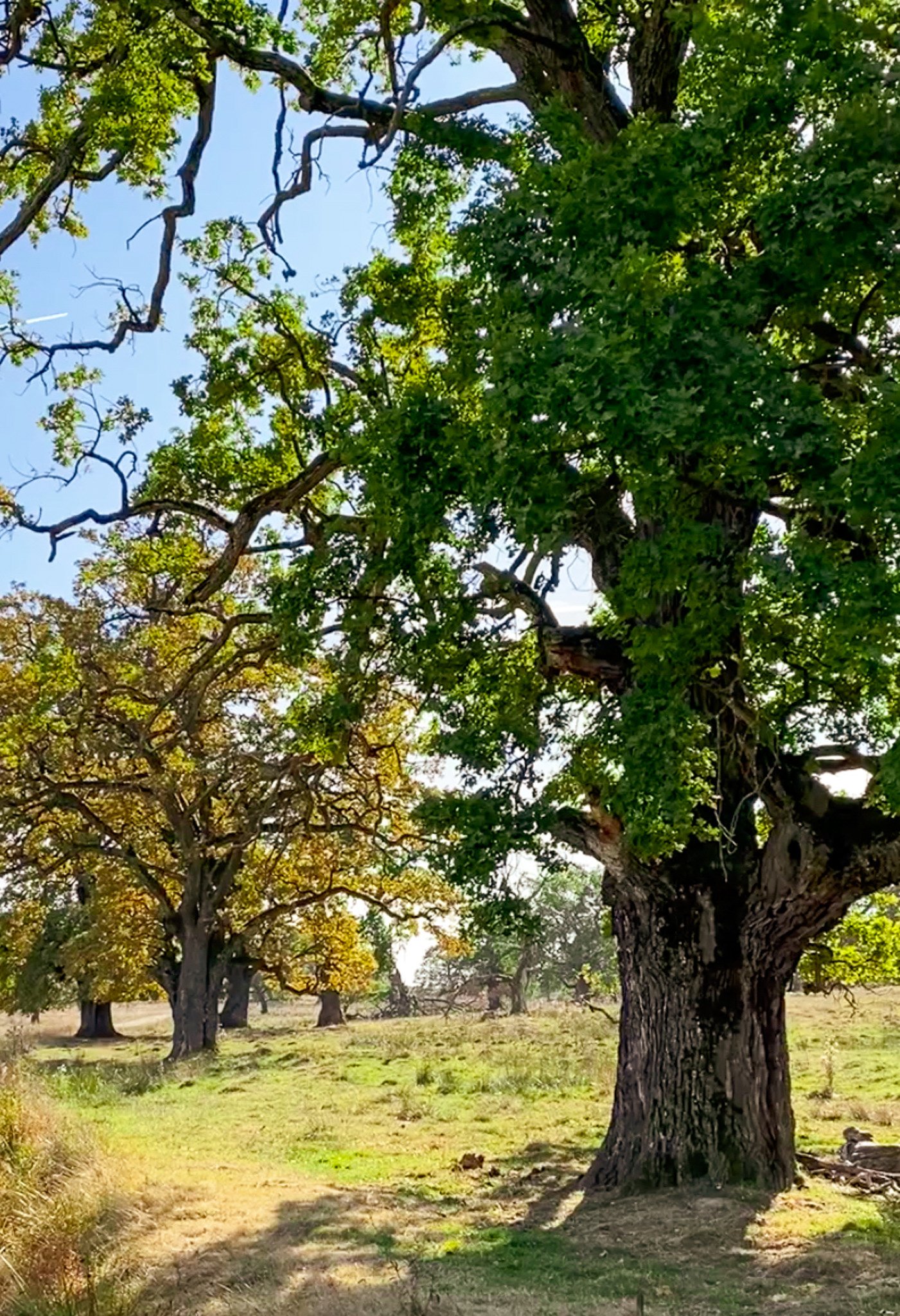 Between the woods and the water: The unique habitat of Romania’s wood ...
