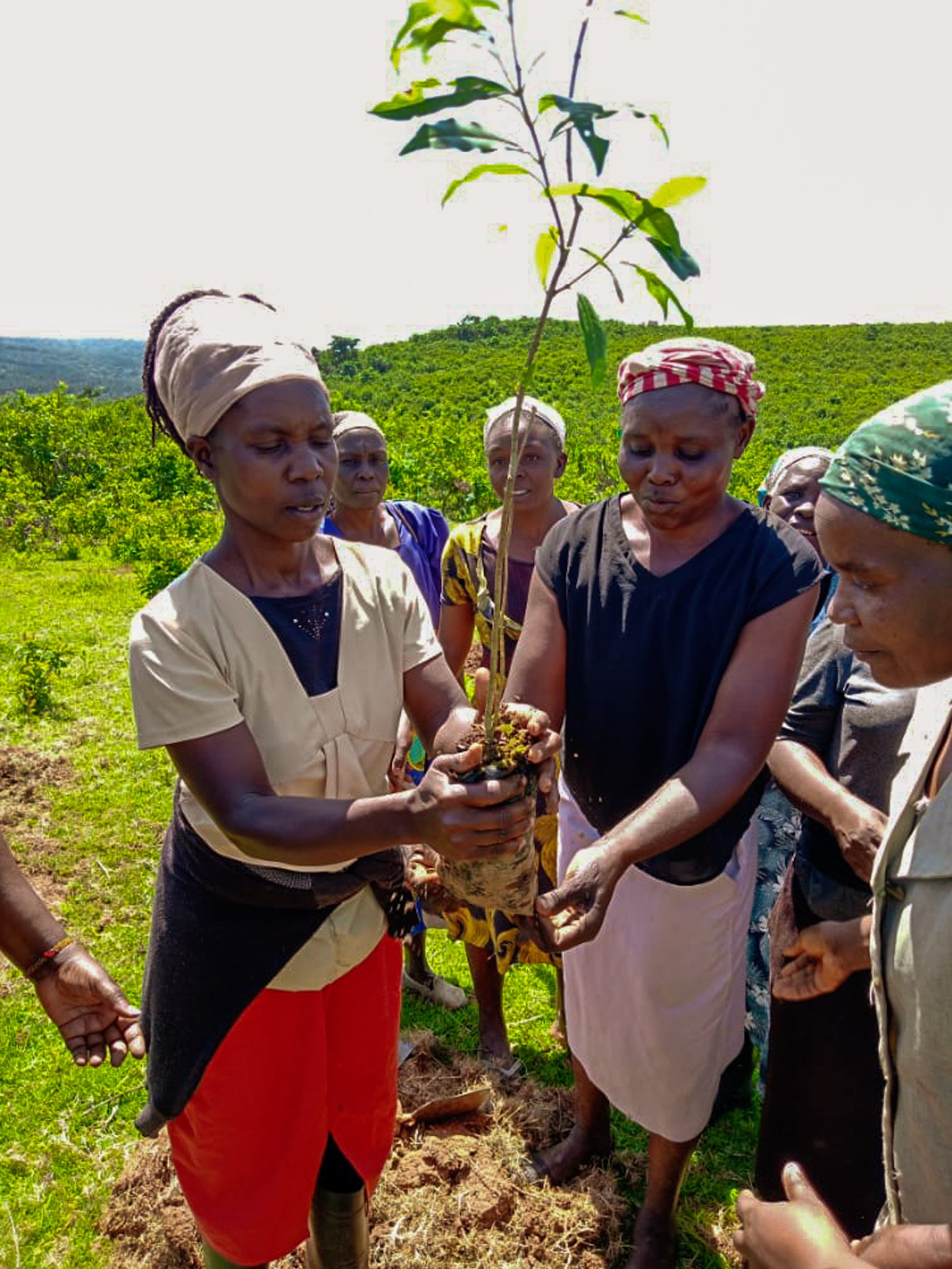 How women are leading the restoration of Kakamega Rainforest ...