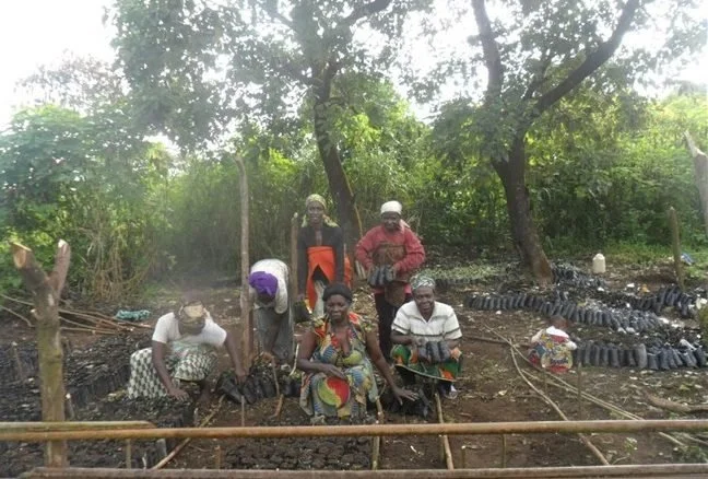 The Food Forest Update, Cameroon — International Tree Foundation