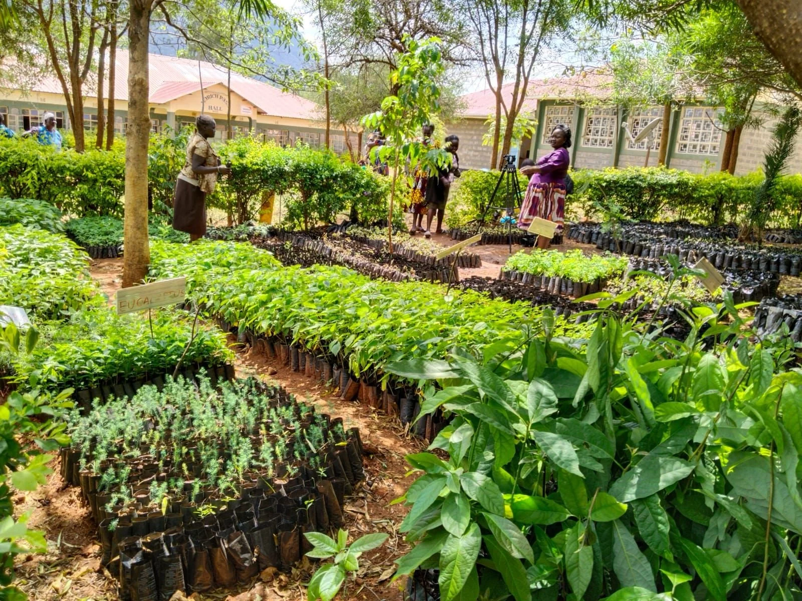 News — International Tree Foundation
