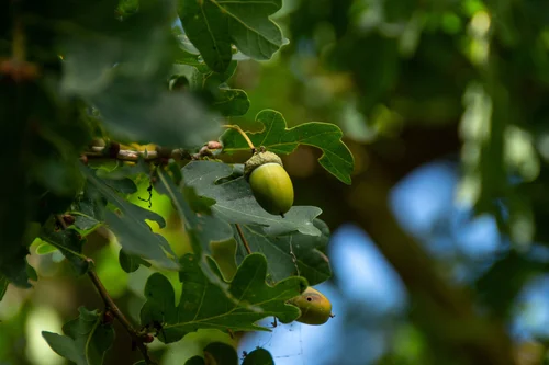 Tree calendar — International Tree Foundation