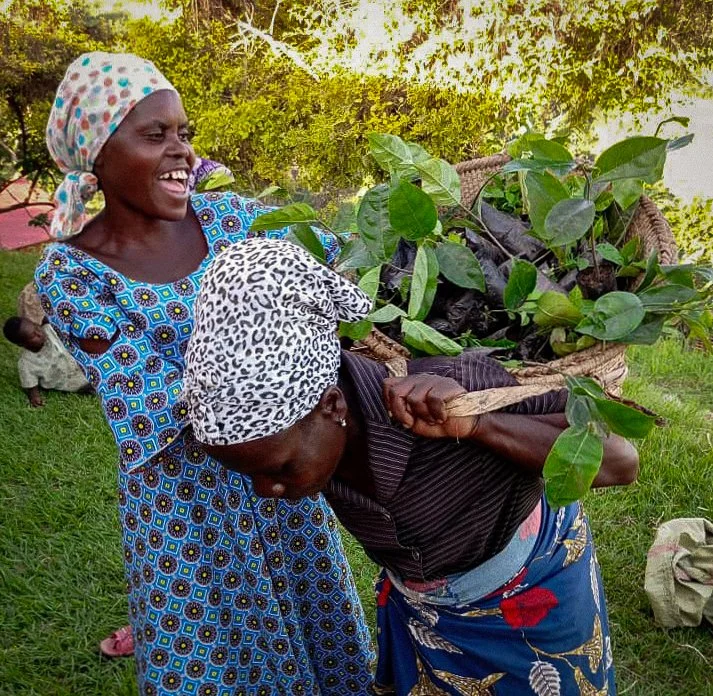 Uganda — International Tree Foundation