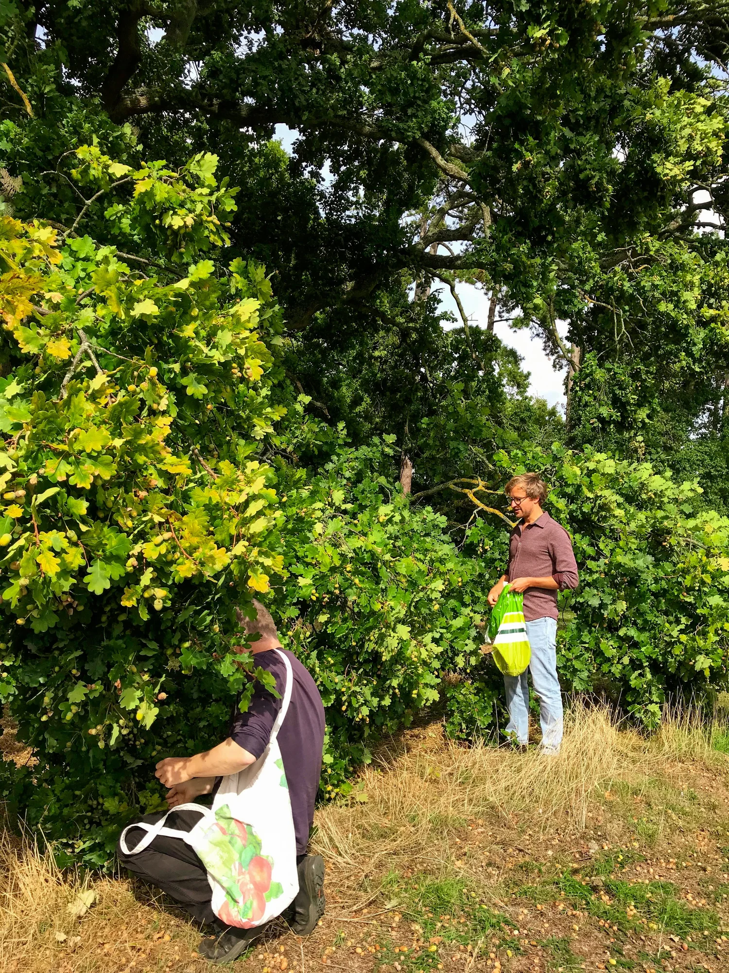 Collecting acorns — International Tree Foundation