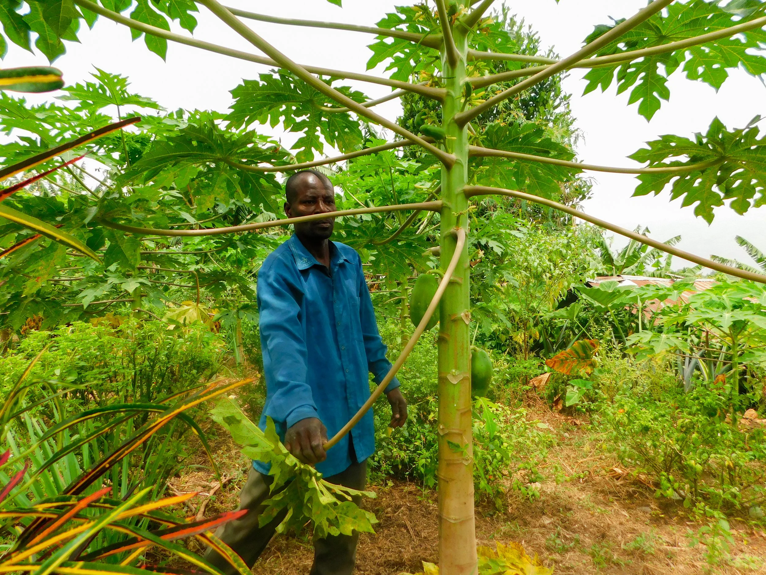 Trees that Empower — International Tree Foundation