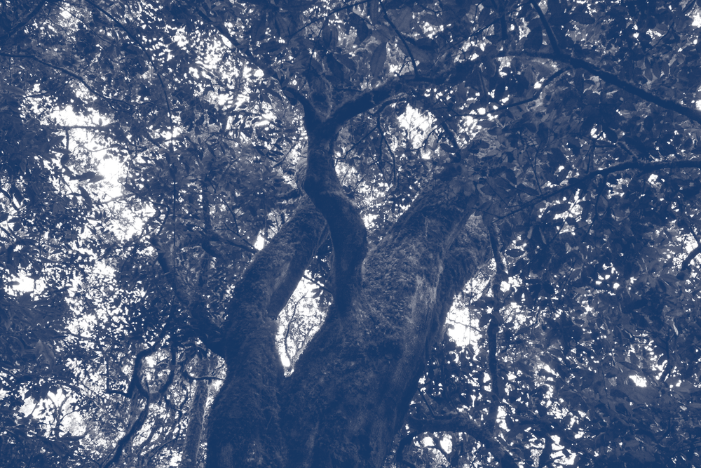 Garden tree giveaway — International Tree Foundation