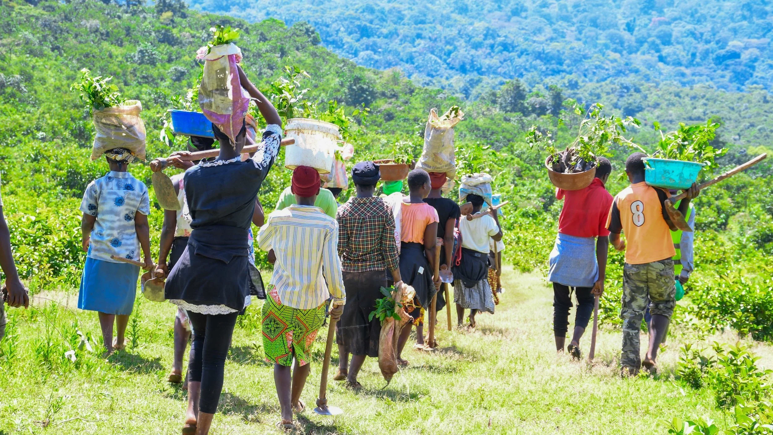 Africa — International Tree Foundation