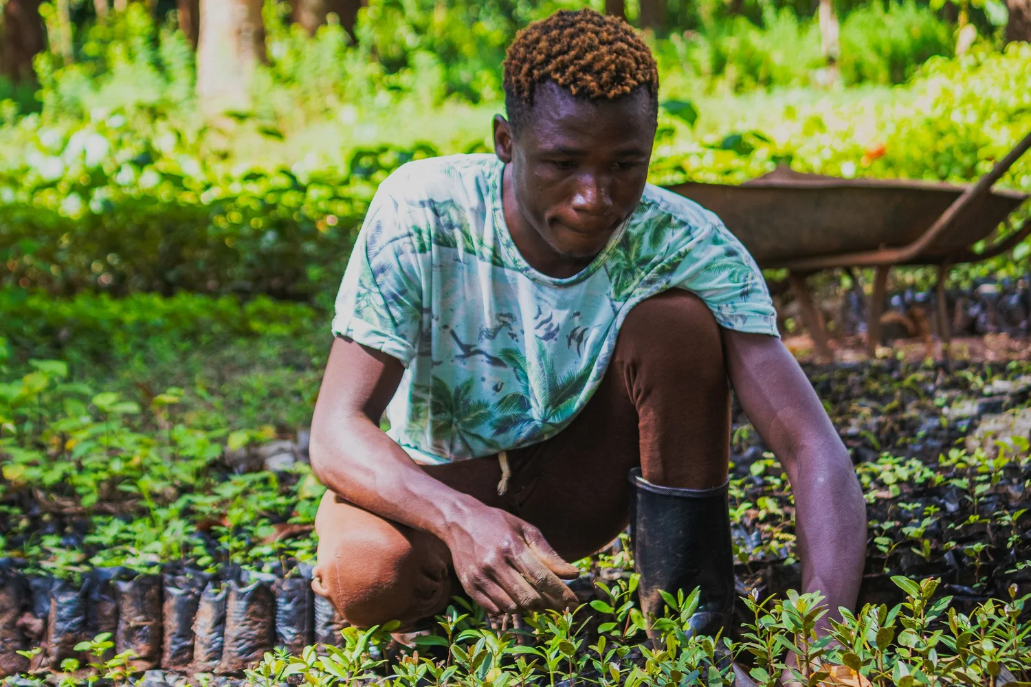 How trees help — International Tree Foundation