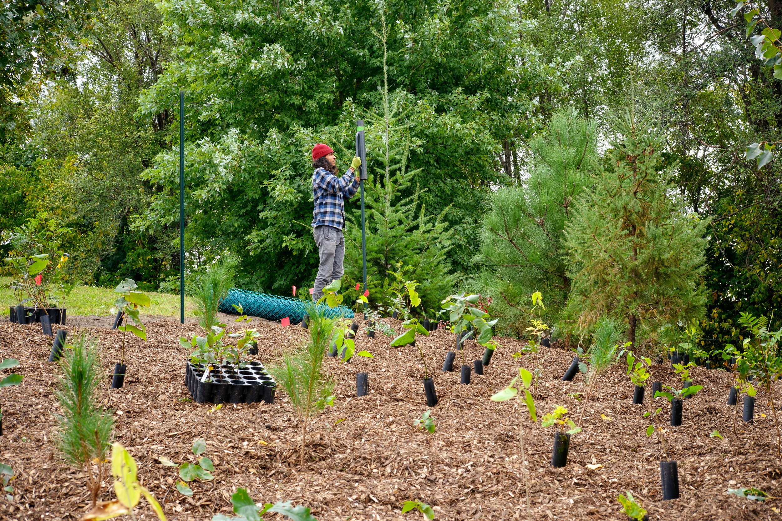 Global programme — International Tree Foundation