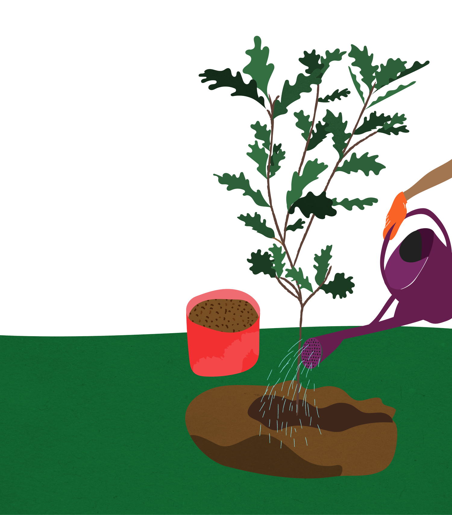 How to plant a tree in your garden — International Tree Foundation