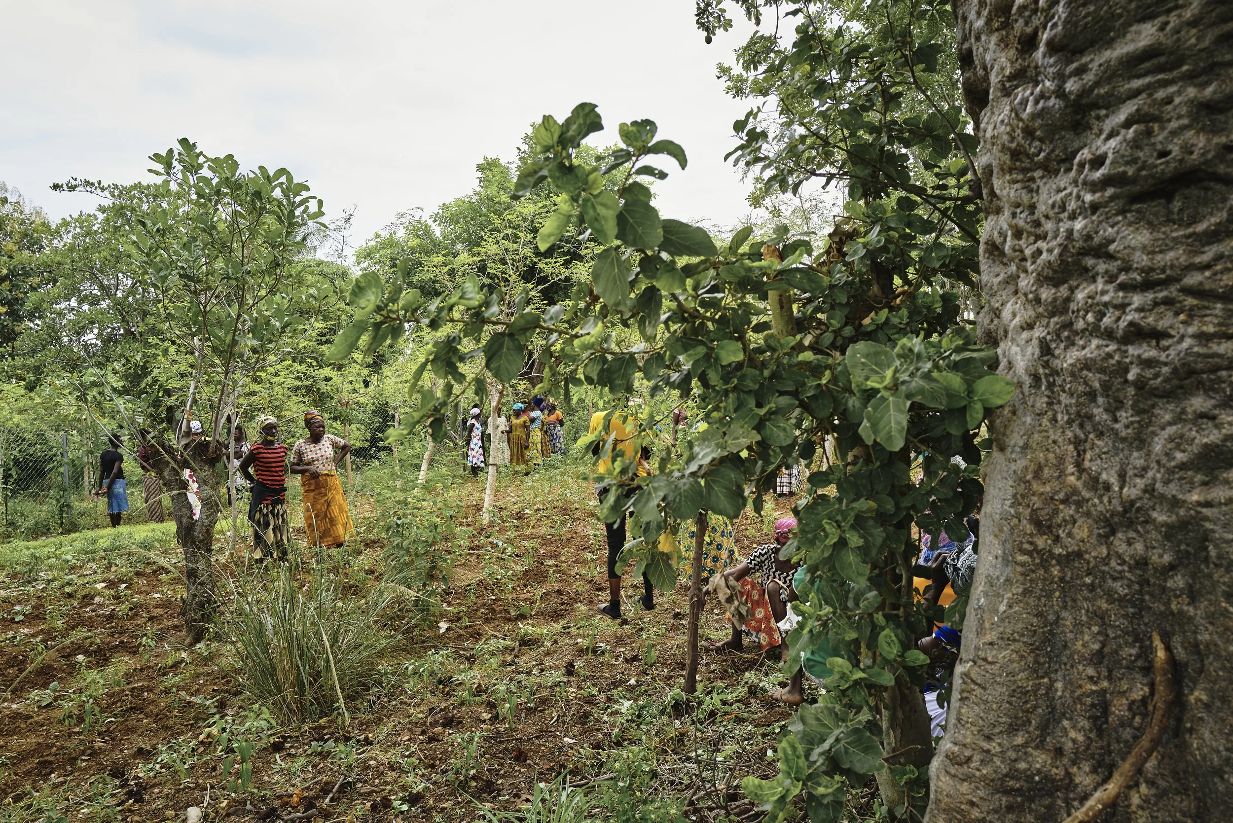 International Tree Foundation
