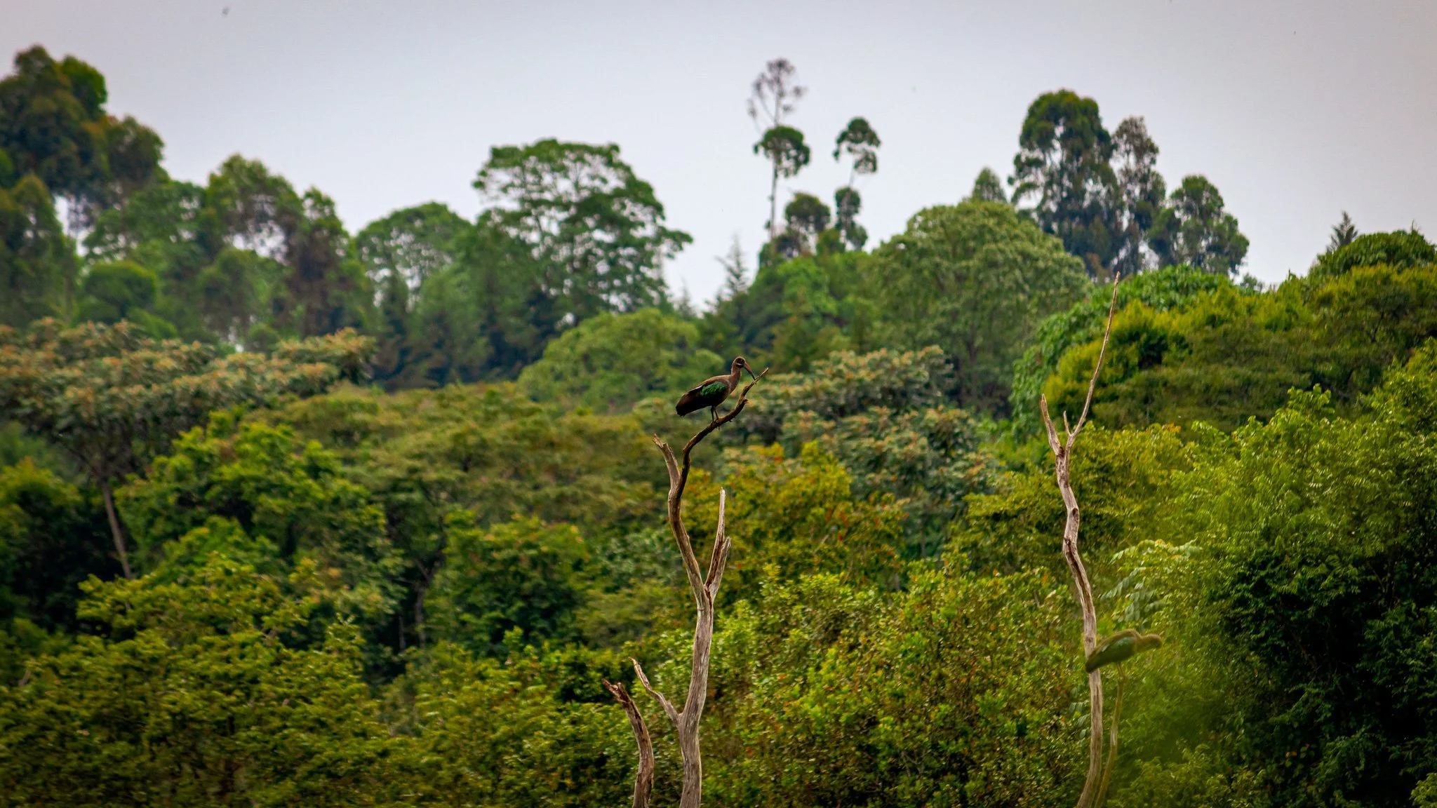 Leave a legacy — International Tree Foundation