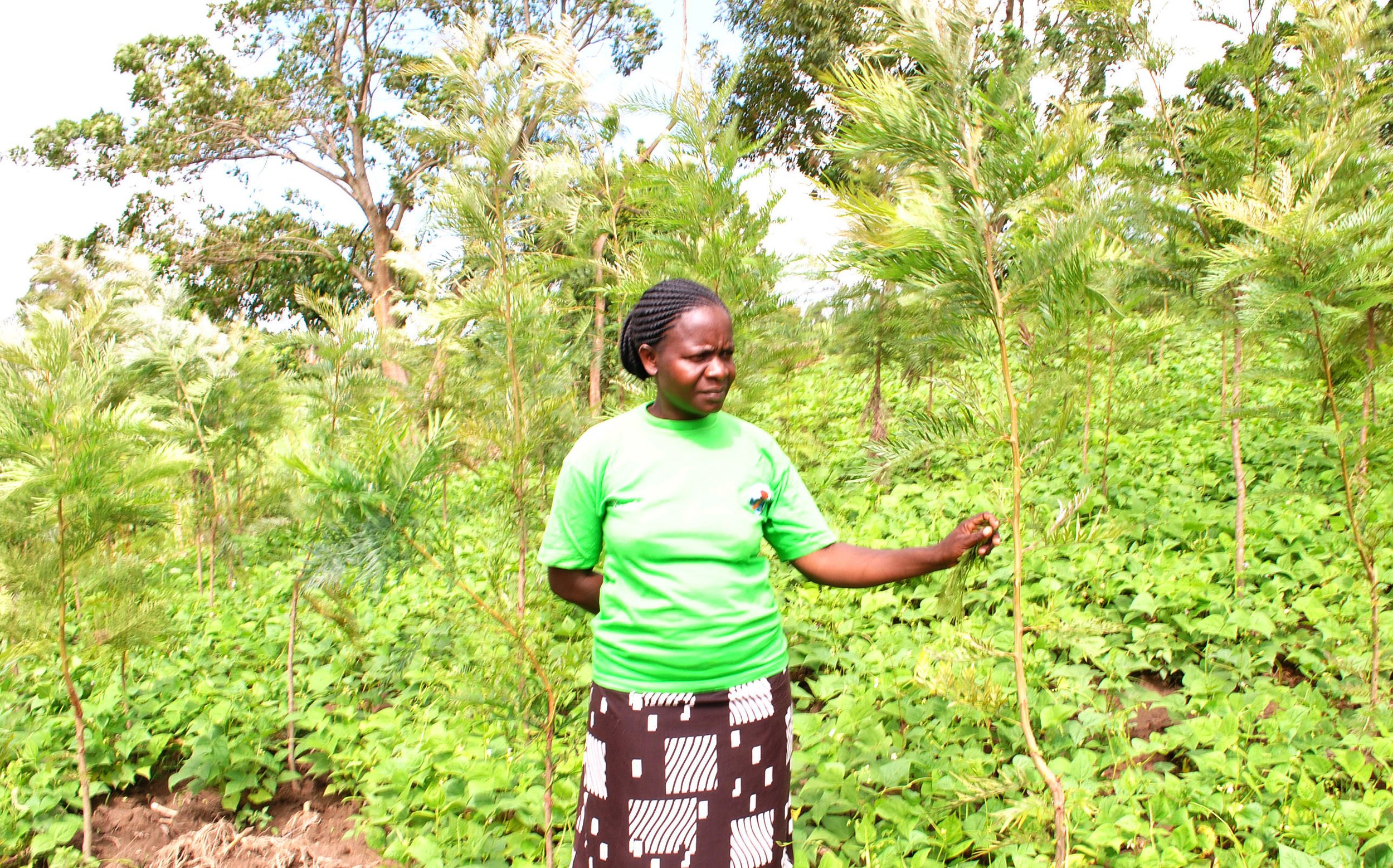 How farmers in Western Kenya are transforming their lives through trees ...
