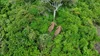 International Tree Foundation