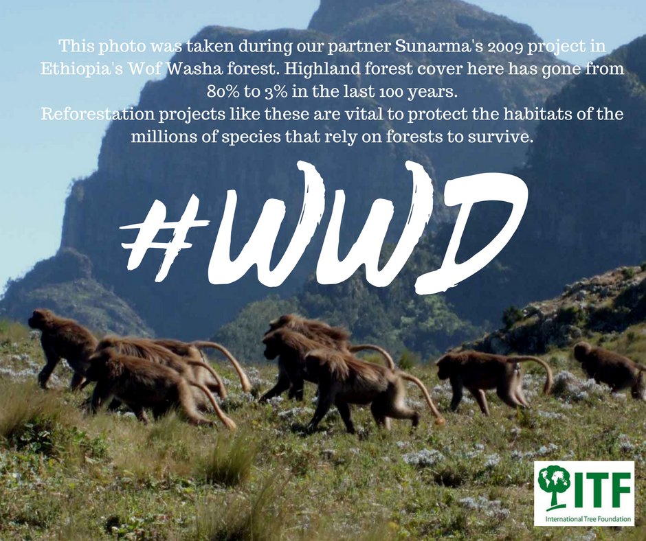 Wild about life! Celebrating World Wildlife Day — International Tree ...