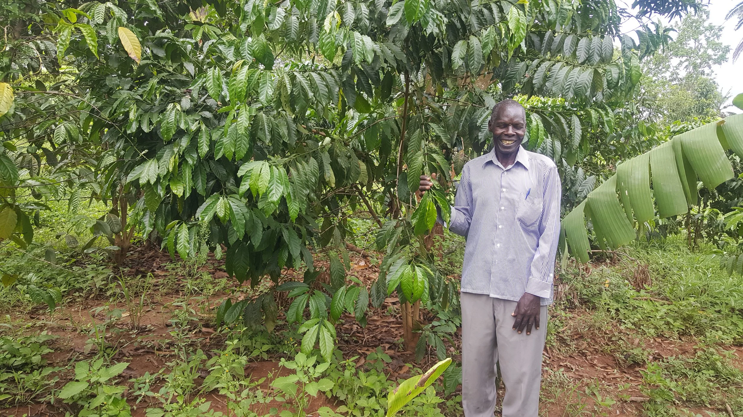 Agroforestry for poverty reduction and improved livelihoods ...