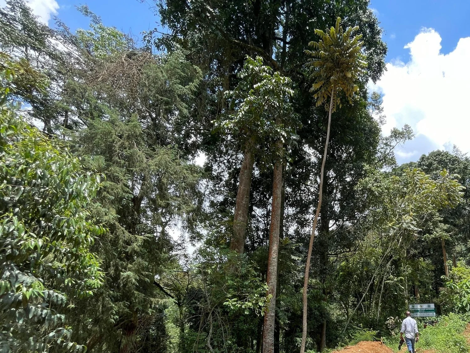 Through the eyes of the Batwa Indigenous People — International Tree ...
