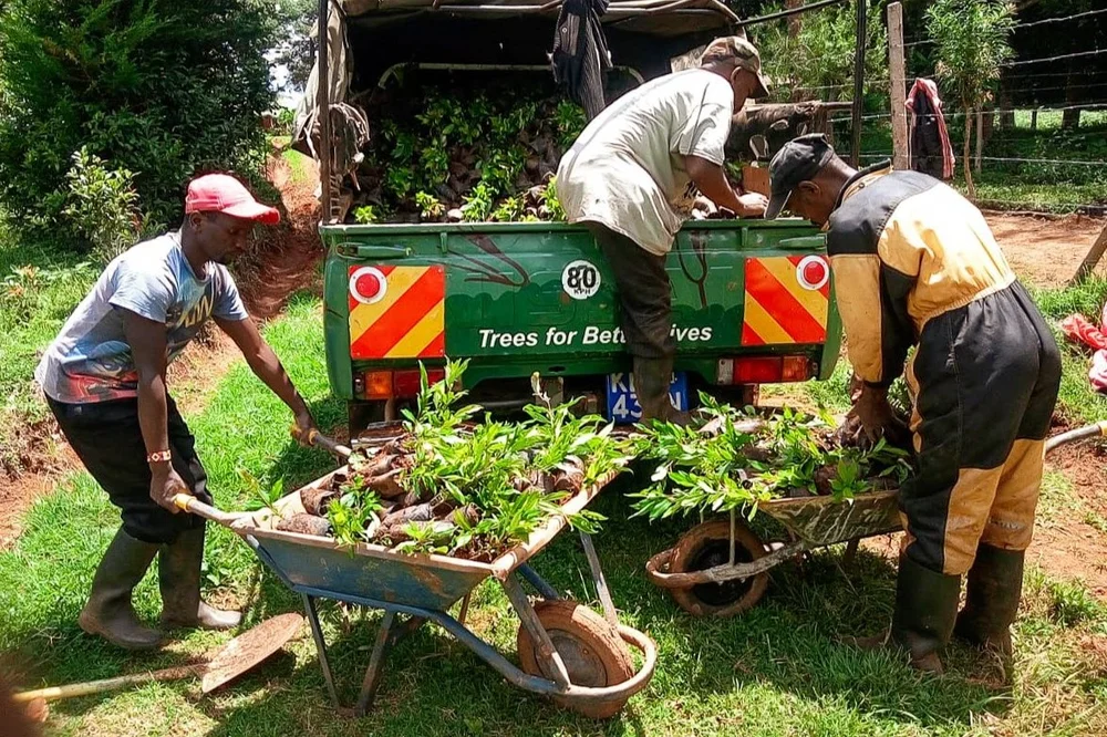 Our work — International Tree Foundation