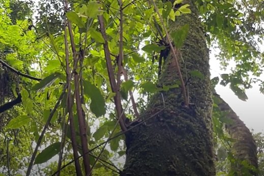 Uganda — International Tree Foundation