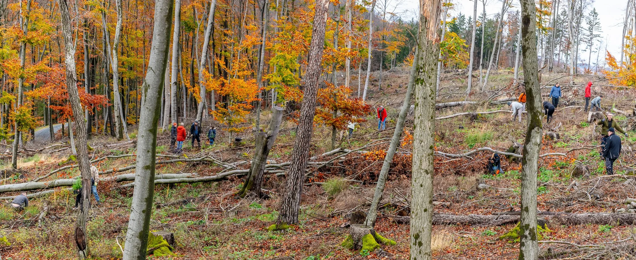 UK and Ireland — International Tree Foundation