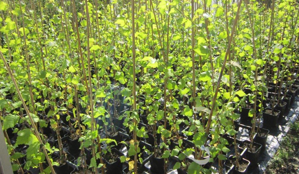 Elm Trees Return to the English Countryside — International Tree Foundation