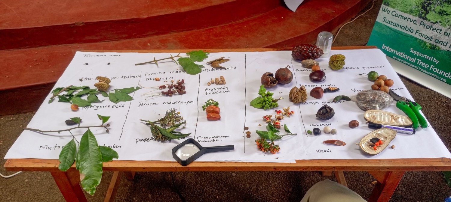 Kenya — International Tree Foundation