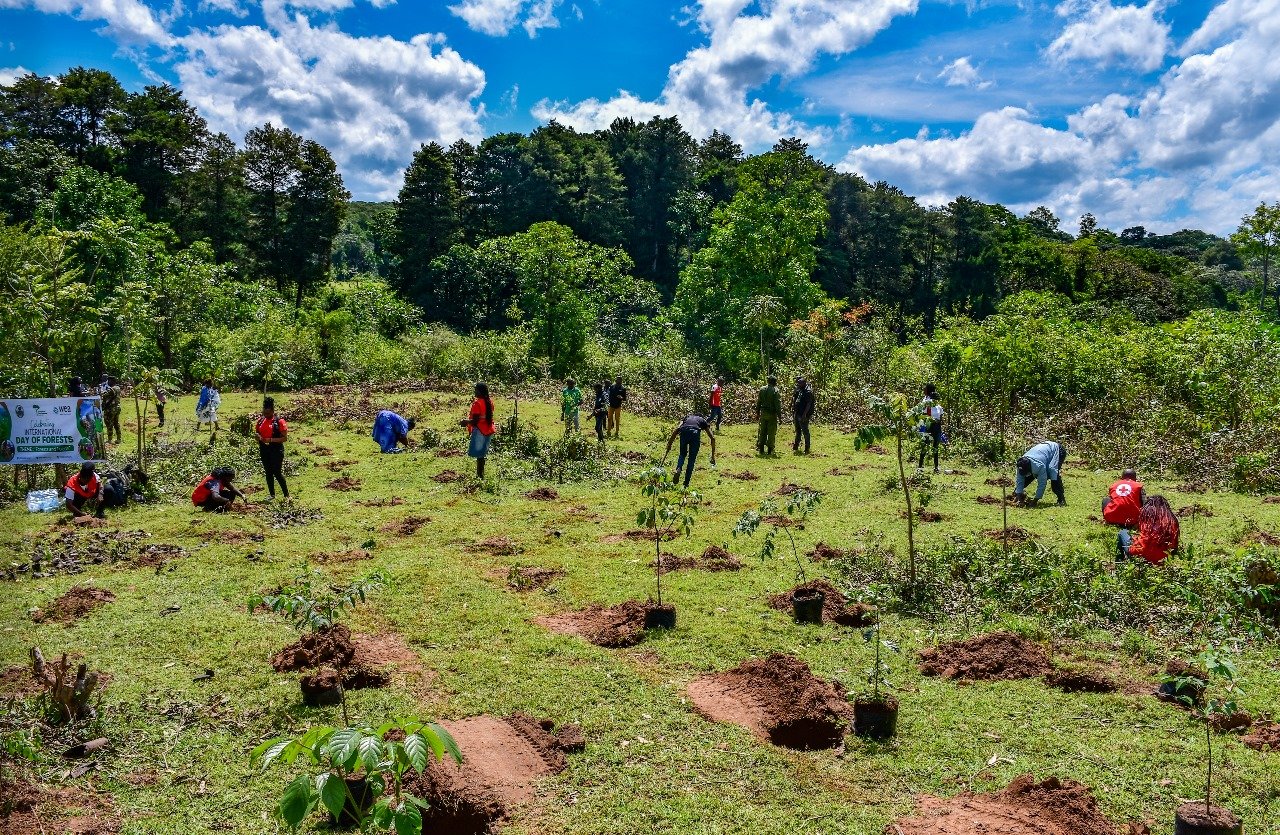 Why planting trees cheaply is dangerous — International Tree Foundation