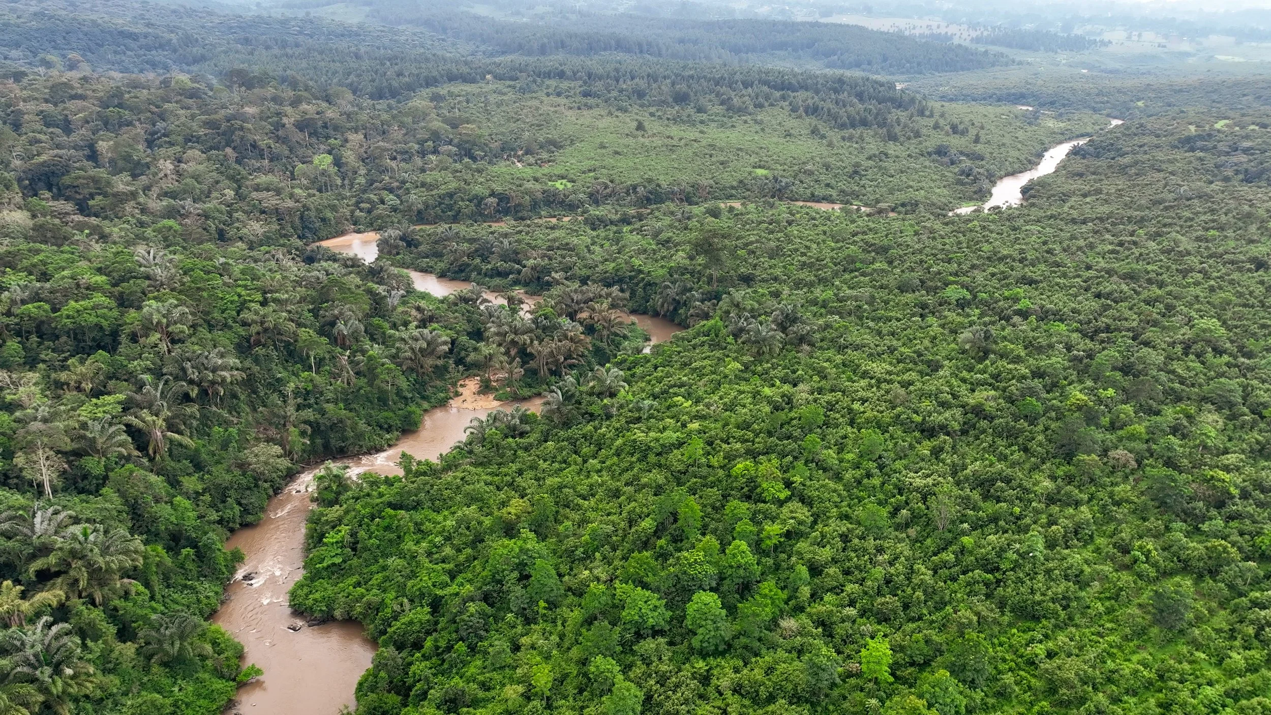 International Tree Foundation