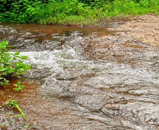 Nakuru's green revival: forest restoration sparks a waterway ...