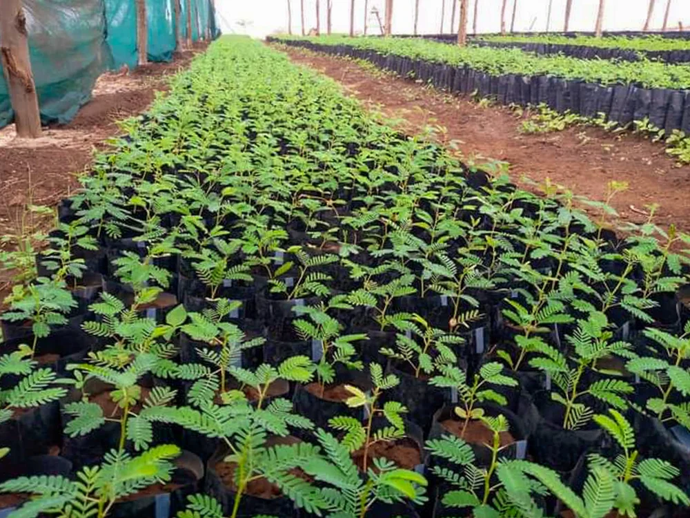 Planting trees for climate change resilience — International Tree ...