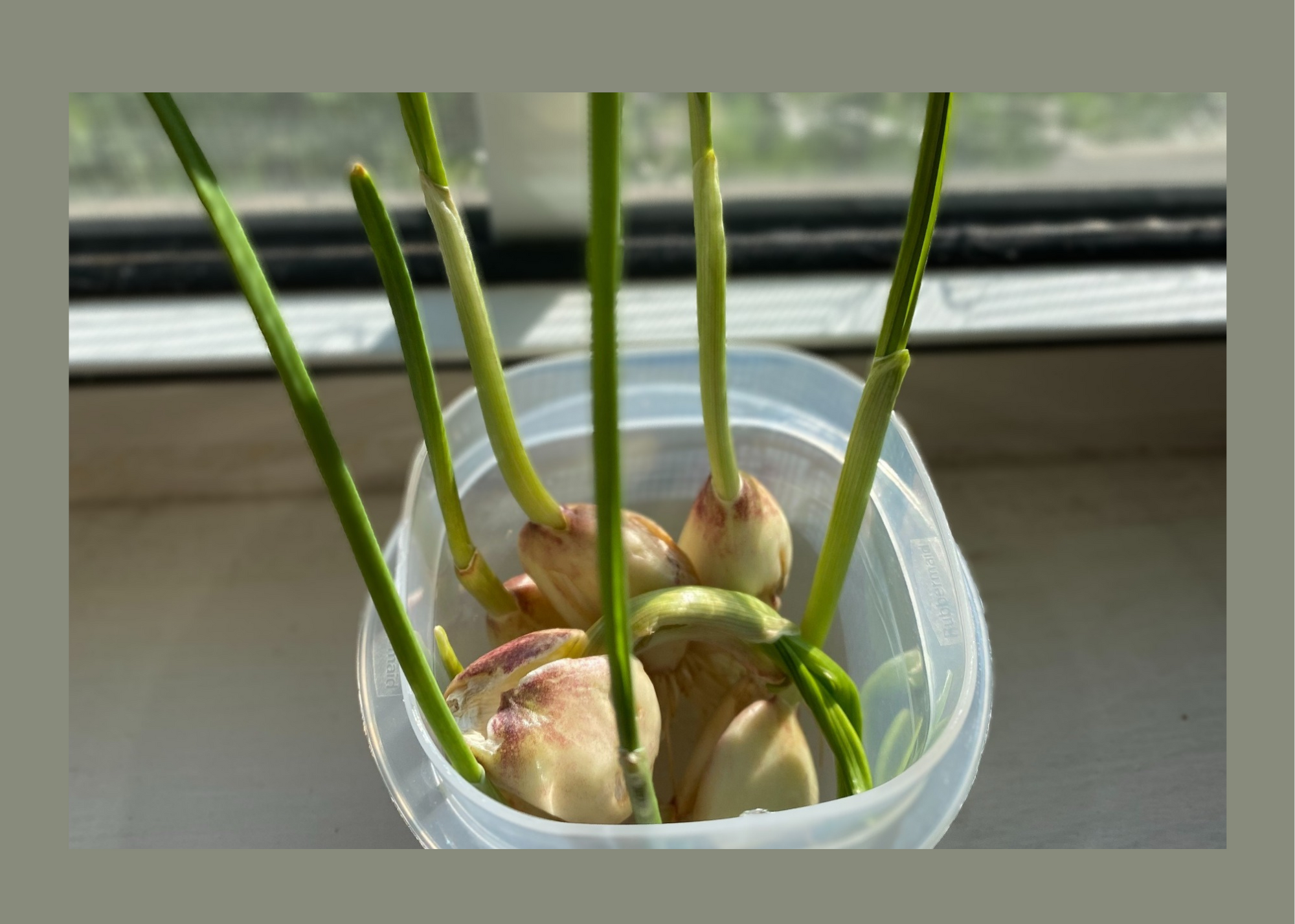 Growing Garlic In Water