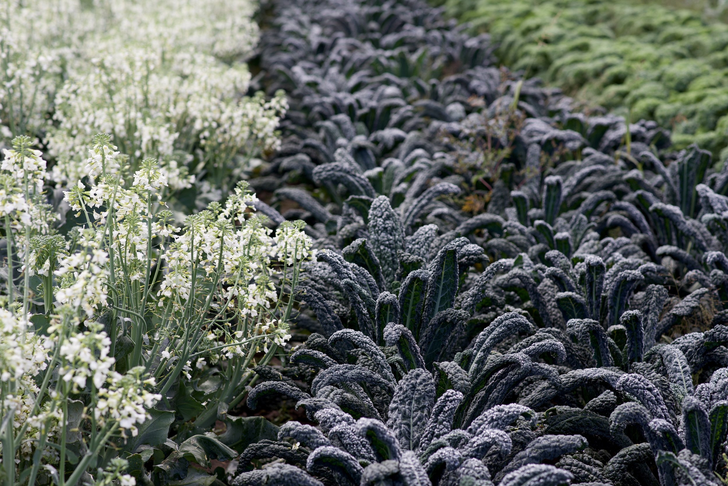 NORTH POINT COMMUNITY FARM