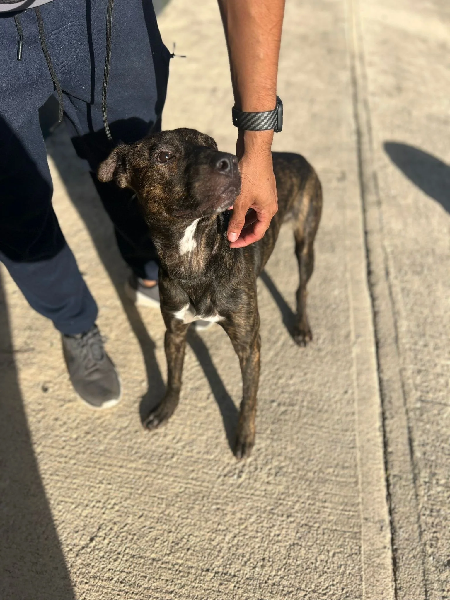 Adoptable Dogs — Paradise Rescue