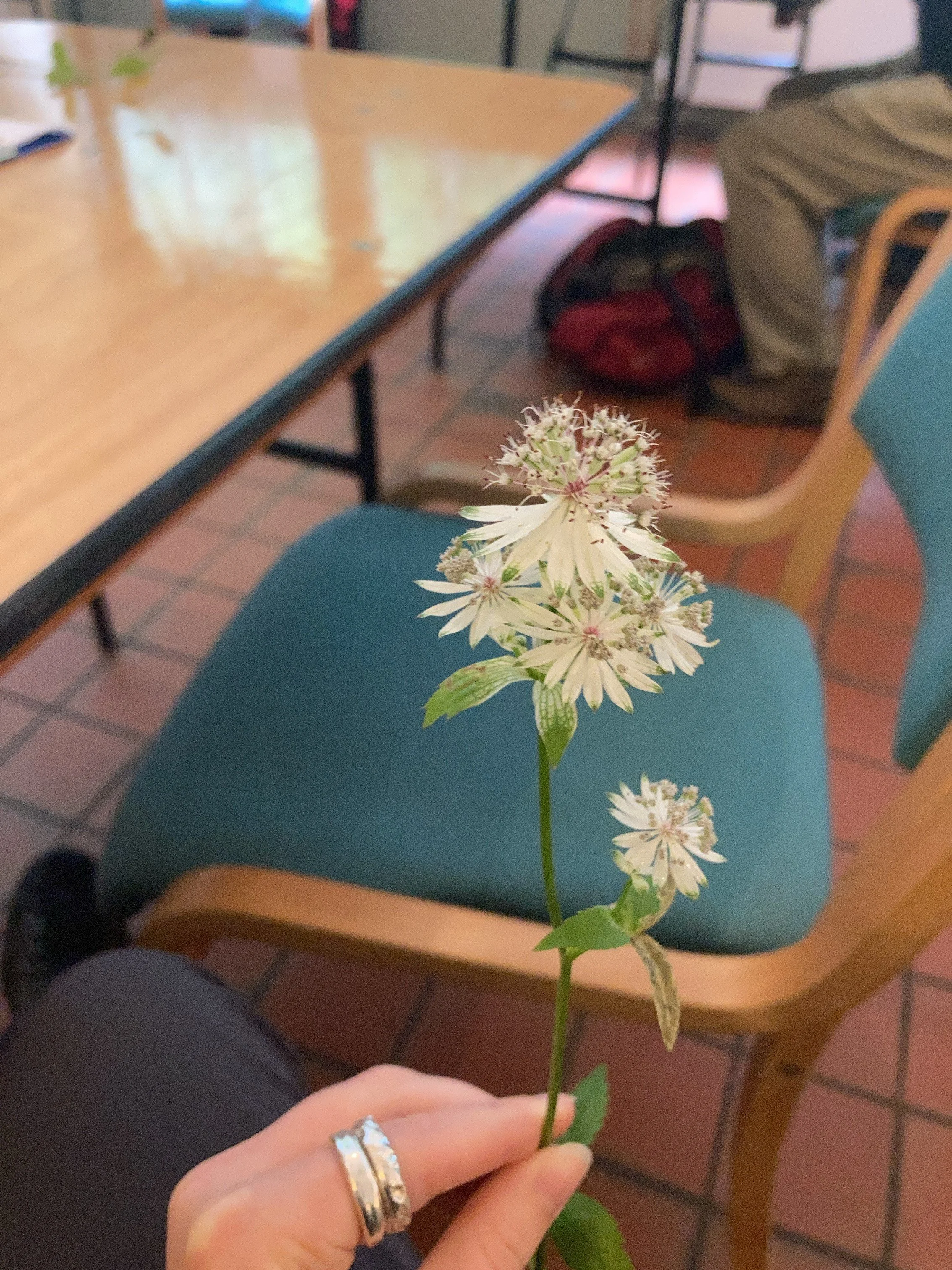 Wildflowers: Top Ten Families Identification by Alice Mellon — BRISC