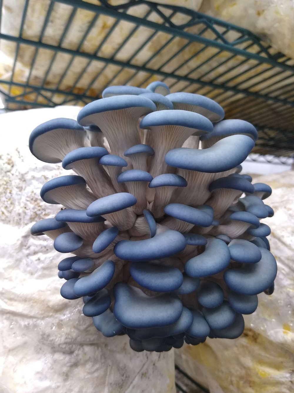 Blue Oyster Mushroom