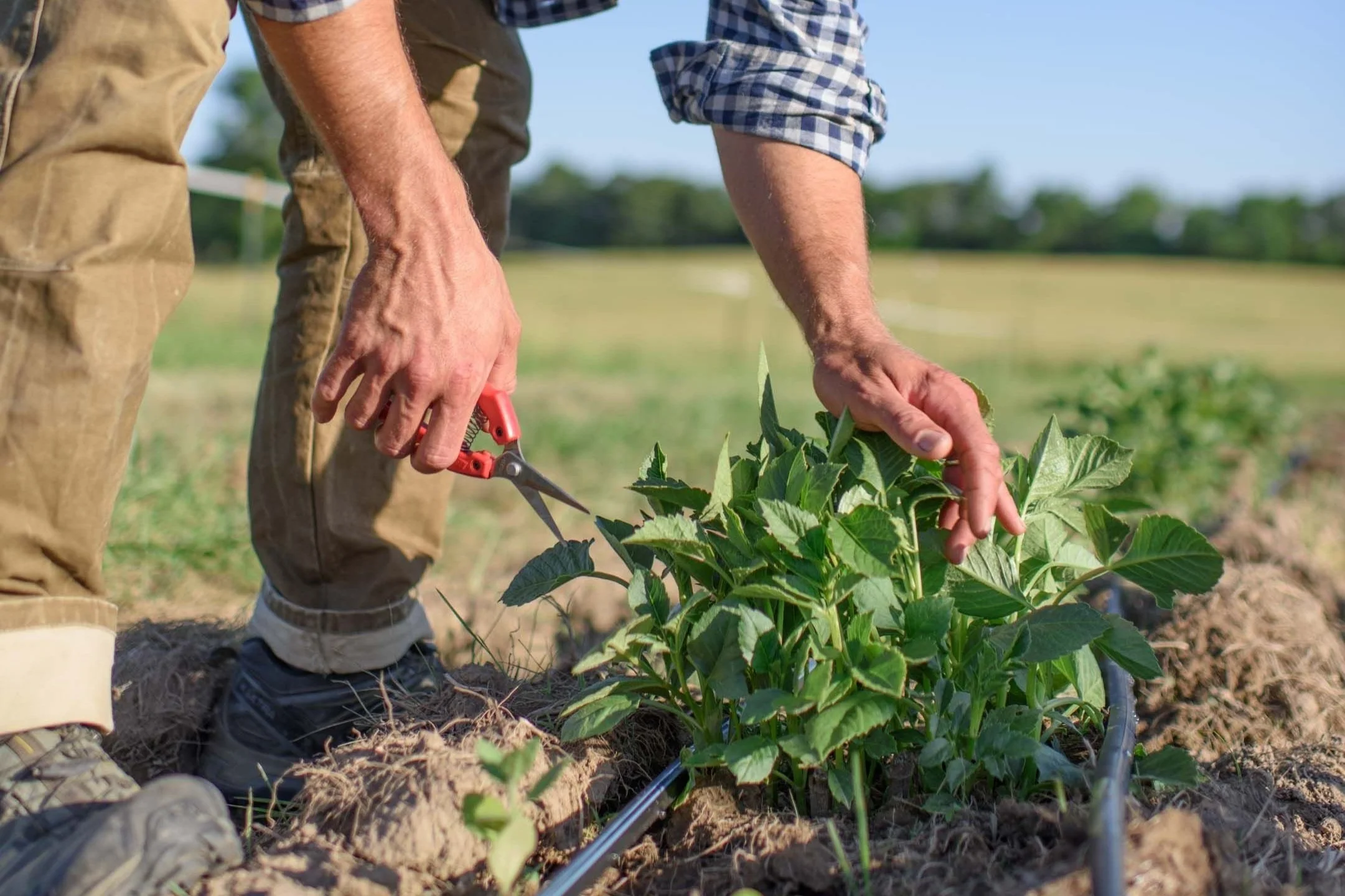 About the farm and its farmers — BLH Farm