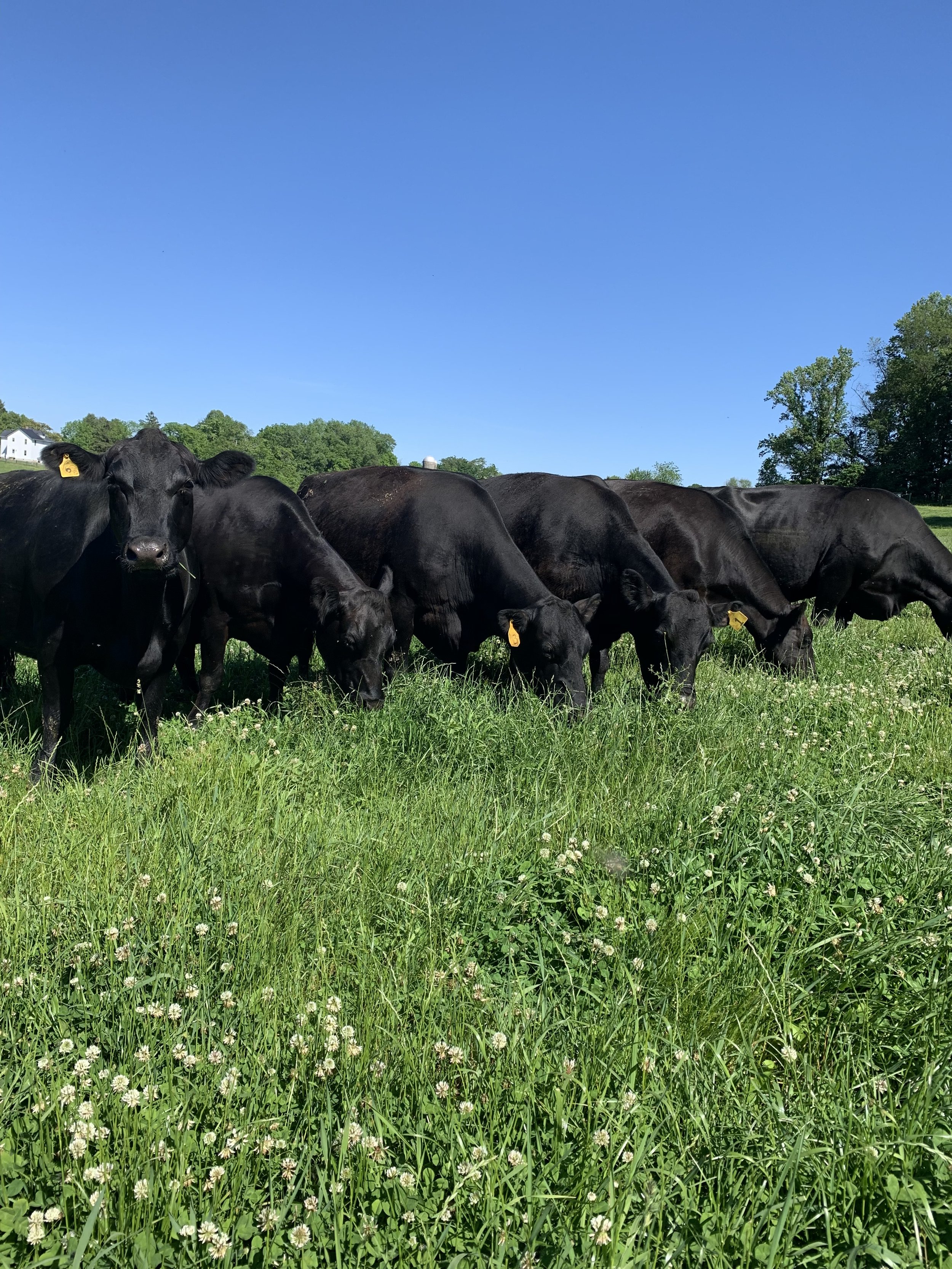 Morris Family Farm | High Quality Beef & Chicken | 100% Non-Till