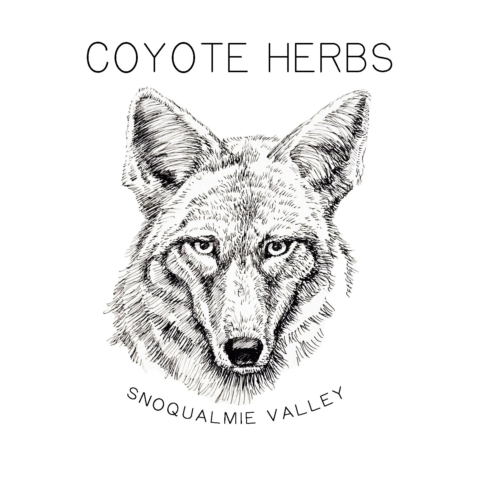 Coyote Face Drawing