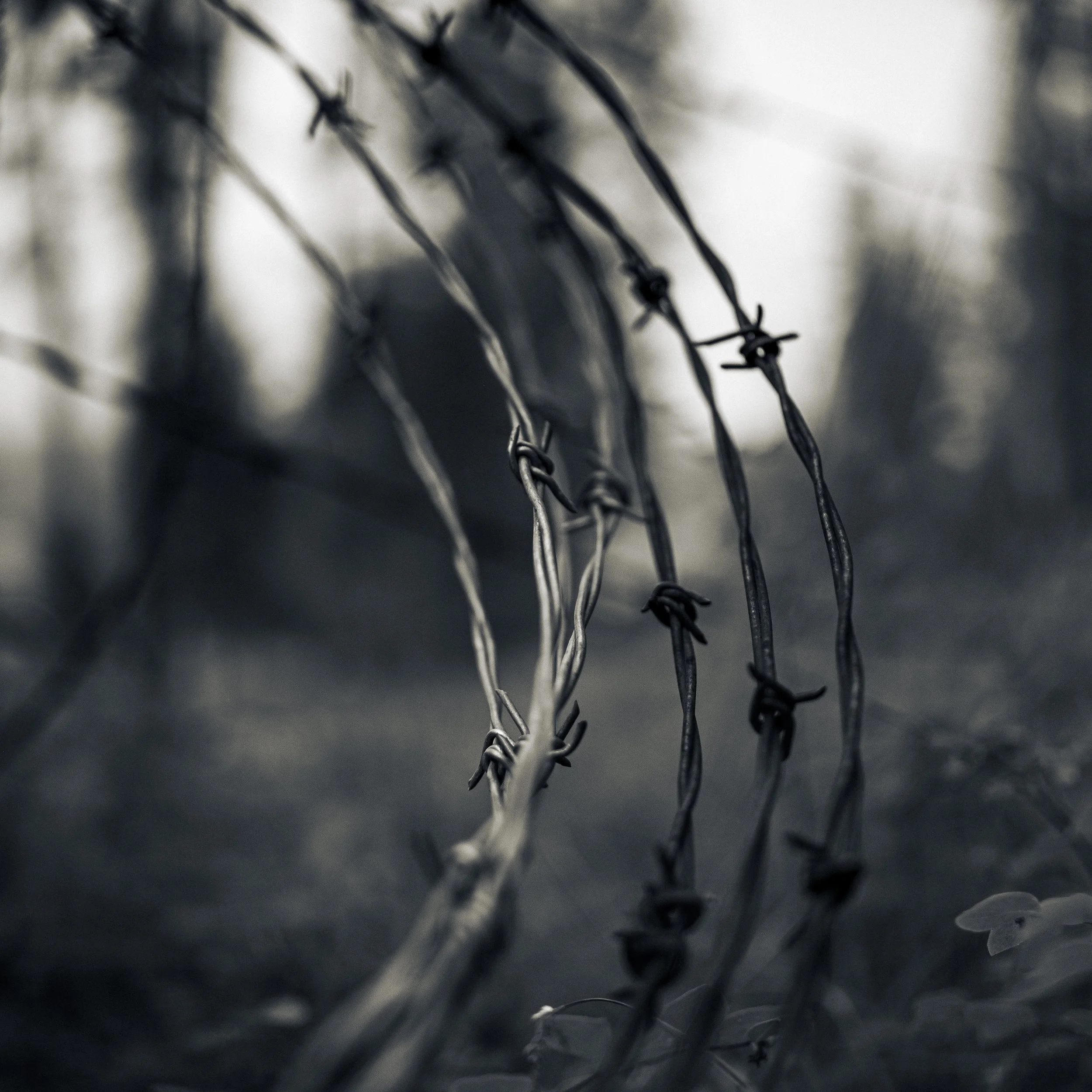 Landscape — Brian Melnyk