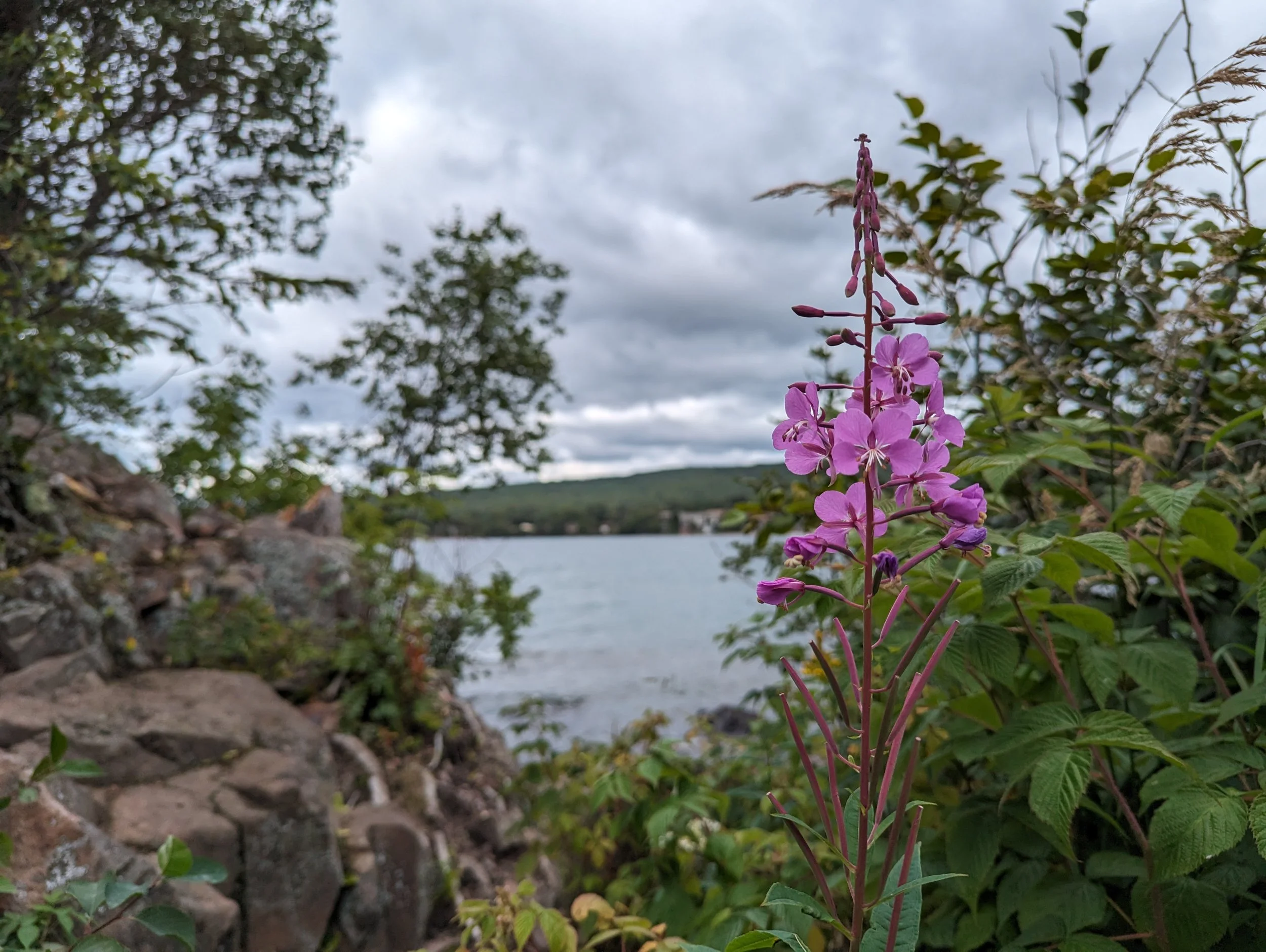 Fireweed Acupuncture