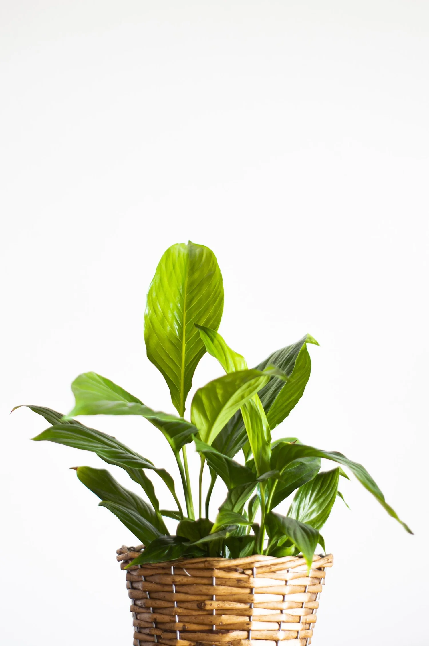 The Best Desktop Plants for Your Mental Health — Desktop Tranquility