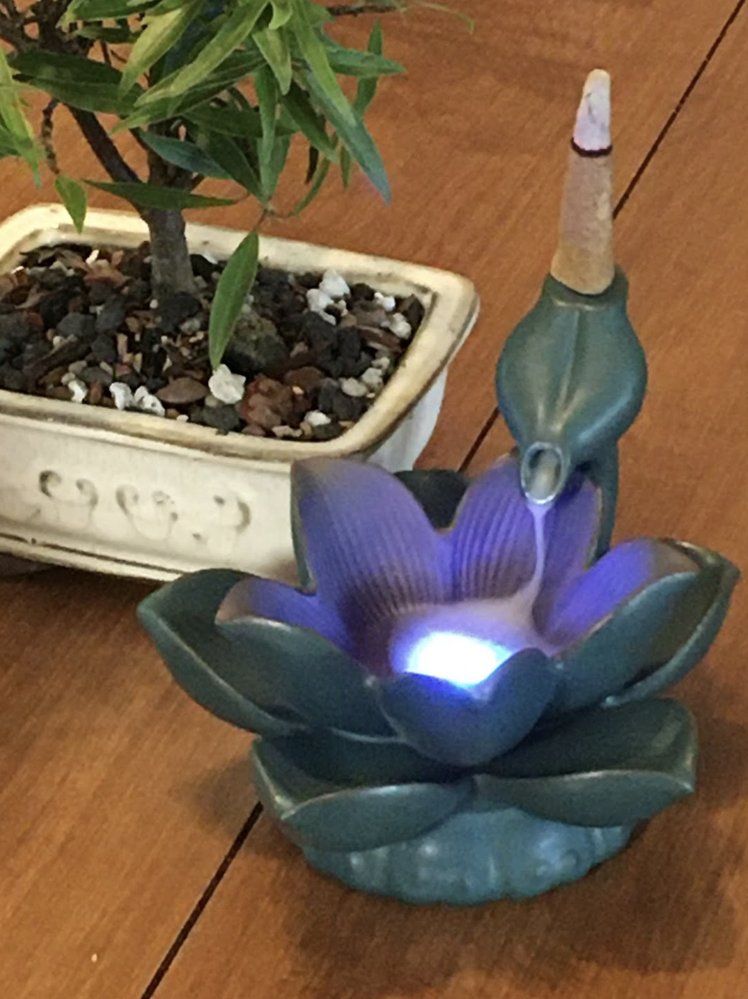 The Best Way to Pair Your Desktop Zen Garden with Plants — Desktop ...